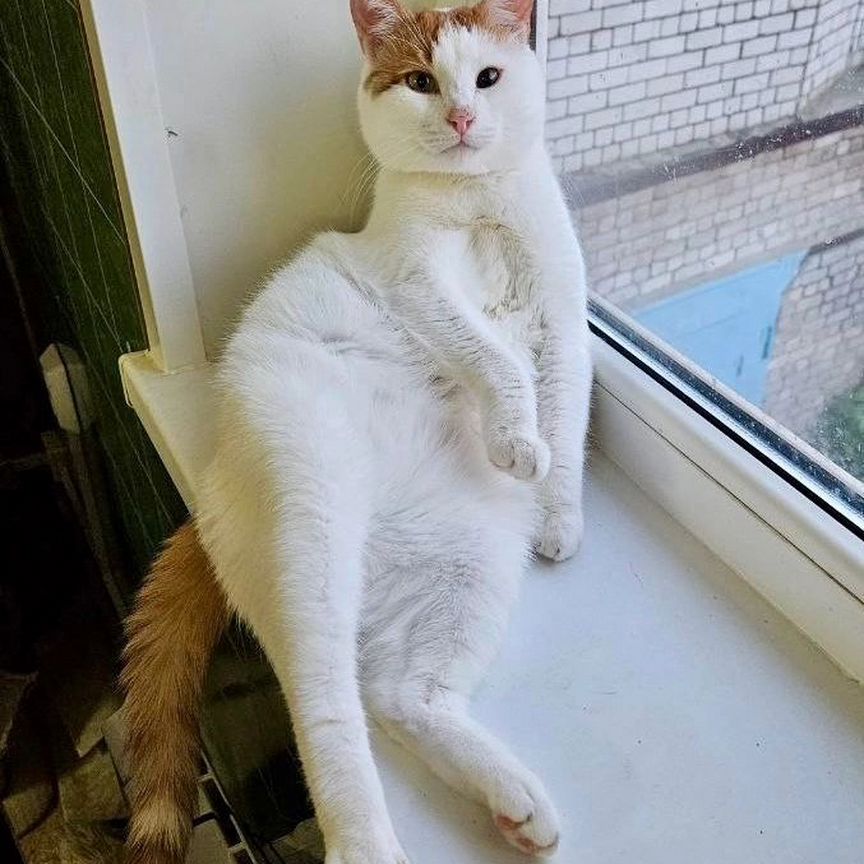 Мягкий котик-пухляш в поисках дома