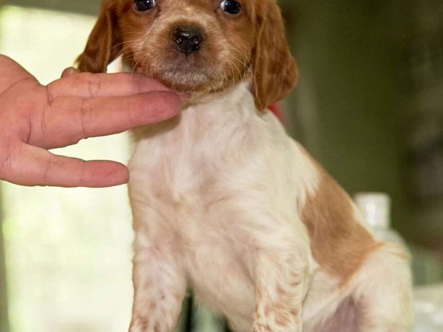 Бретонский эпаньоль щенки