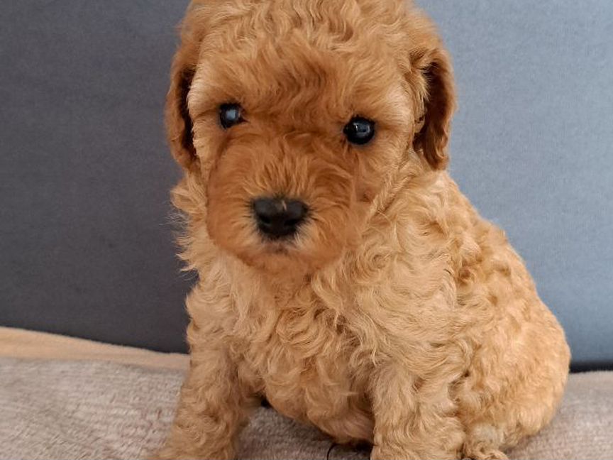 Щенки той пуделя