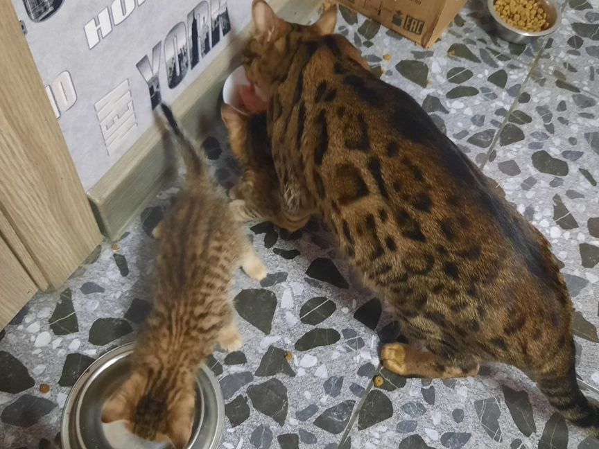 Бенгальские котята