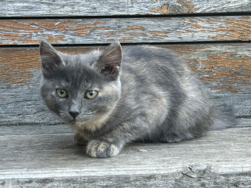 Молодые кошечки в добрые руки