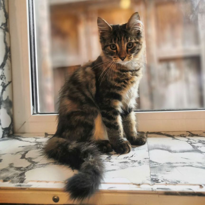 Котенок