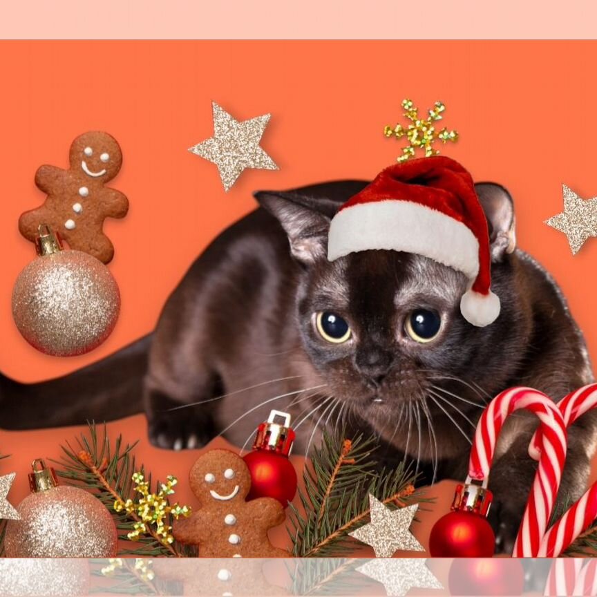 Бурманская кошка. Современный тип