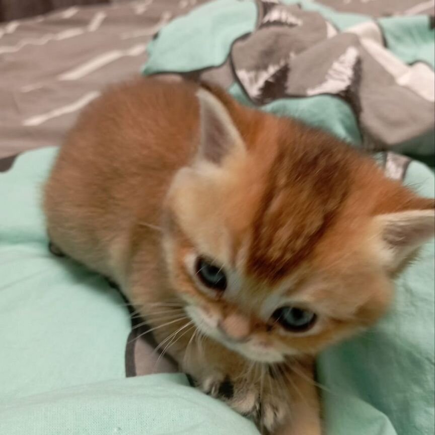 Шотландская золотая кошечка