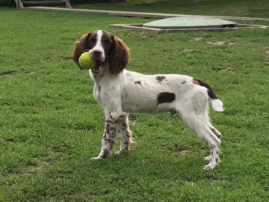 Английский спрингер спаниель