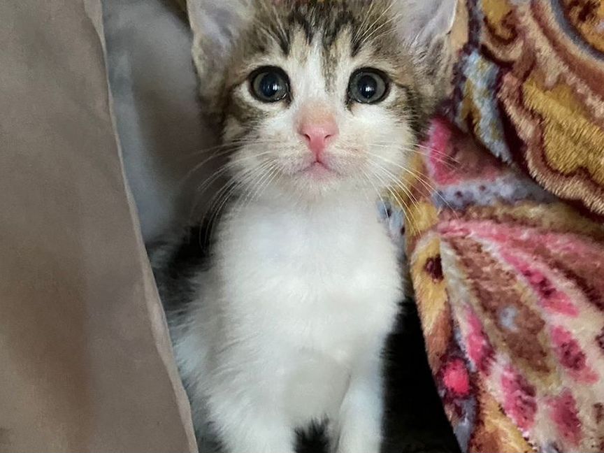 Котёночек в добрые руки