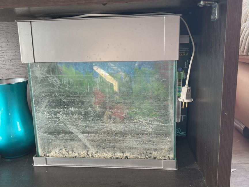 Аквариум 15-20 литров