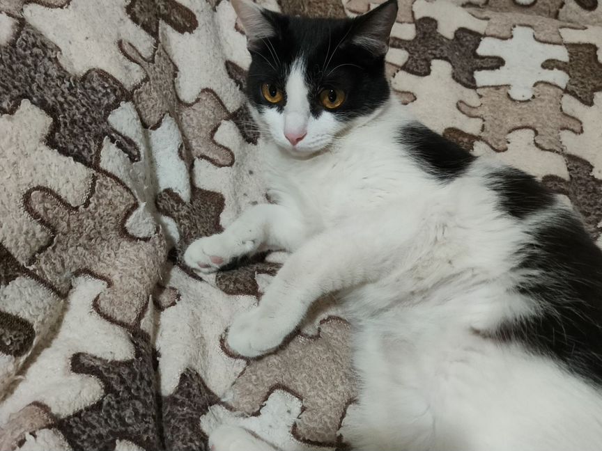 В добрые руки