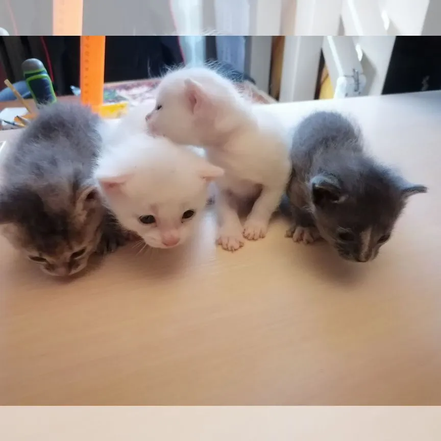 Котята британской породы