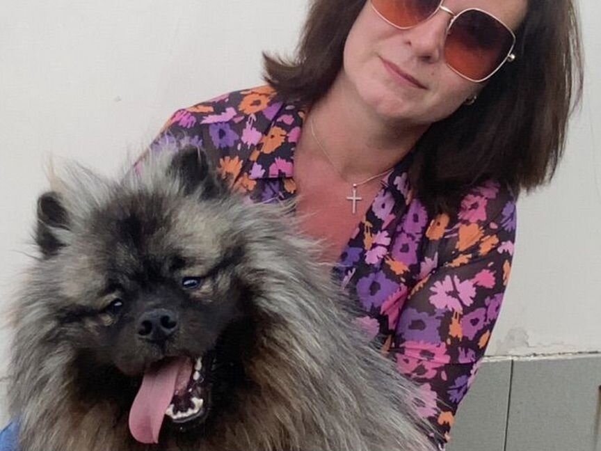 Собака в добрые руки вольф шпиц