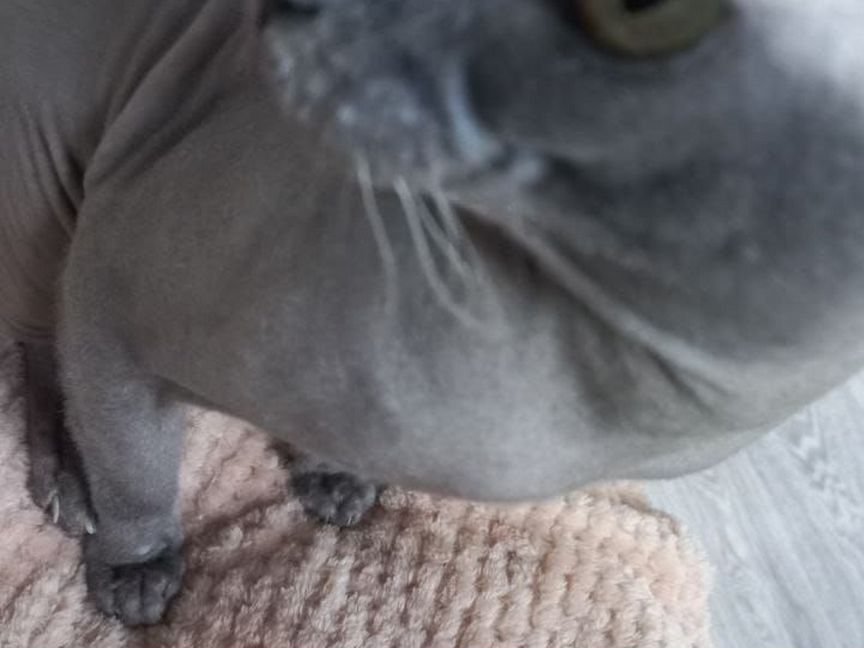 Канадский сфинкс