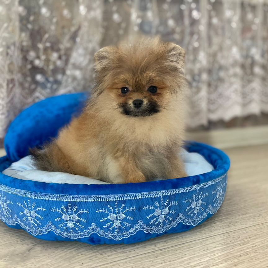 Крошечная малышка шпиц