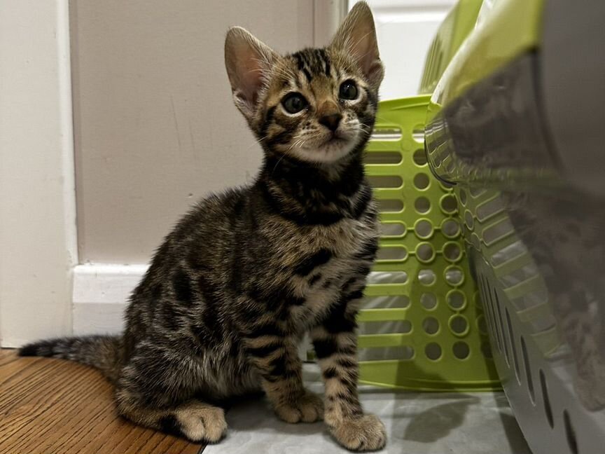 Бенгальские котята