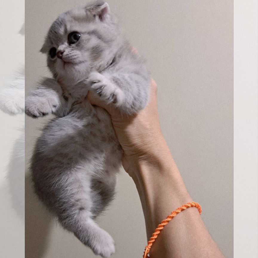 Котёнок от частного владельца