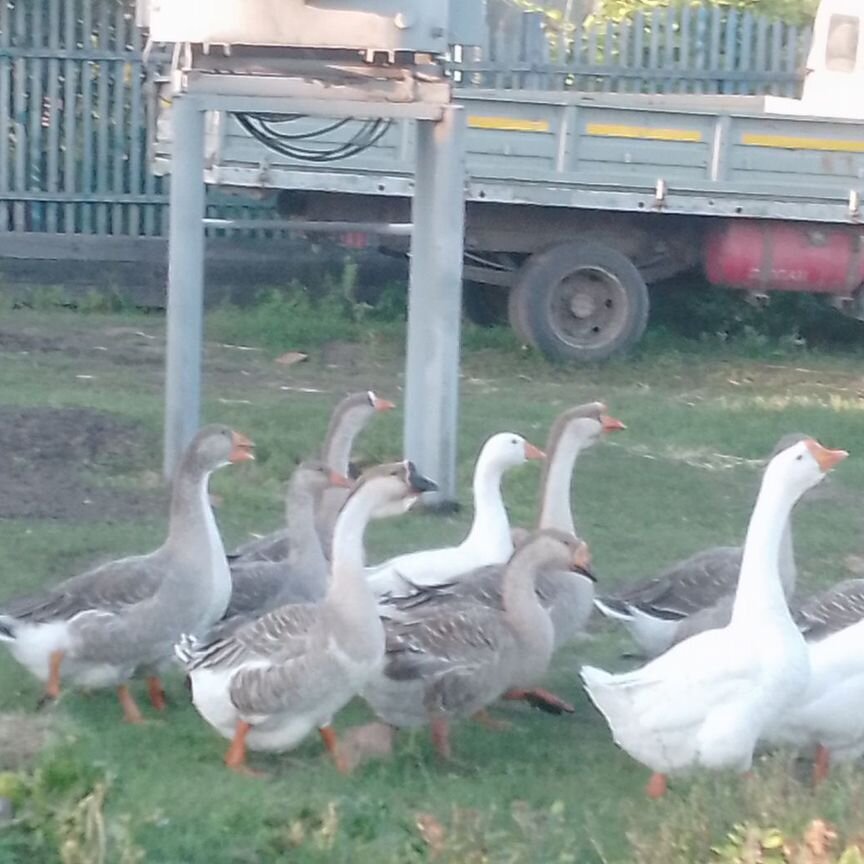 Гуси большая львиная голова, Холмогоры, Линда