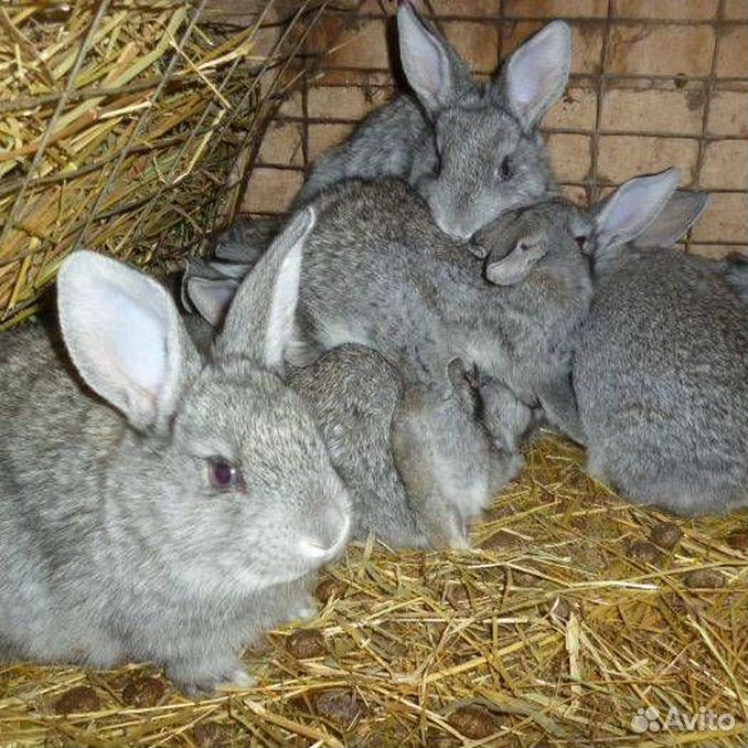 Крольчата полтавское серебро