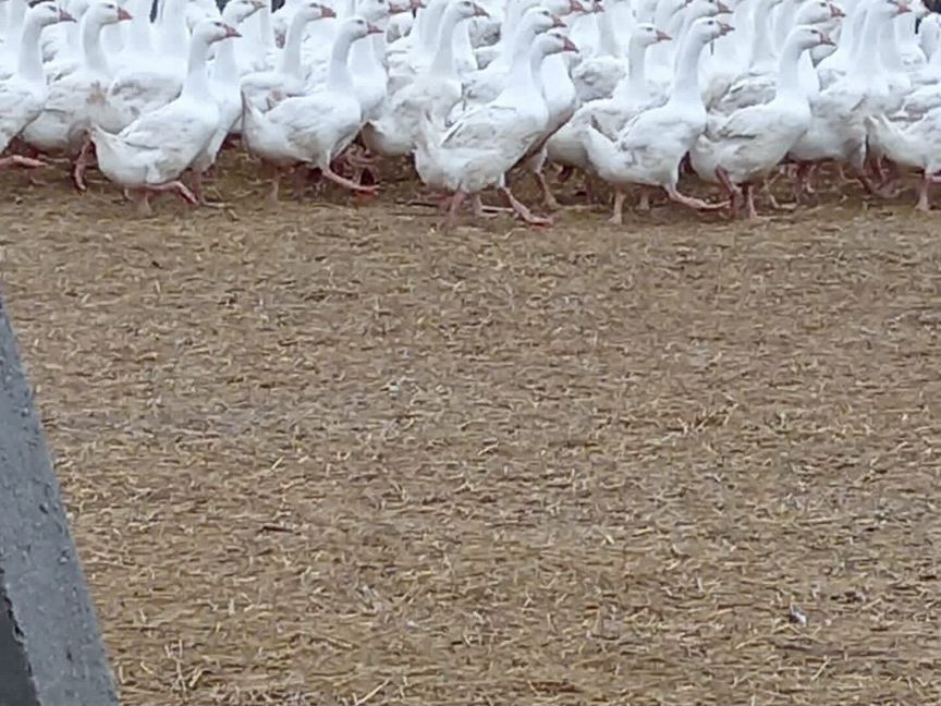 Молодые гуси на откорм 3 месяца