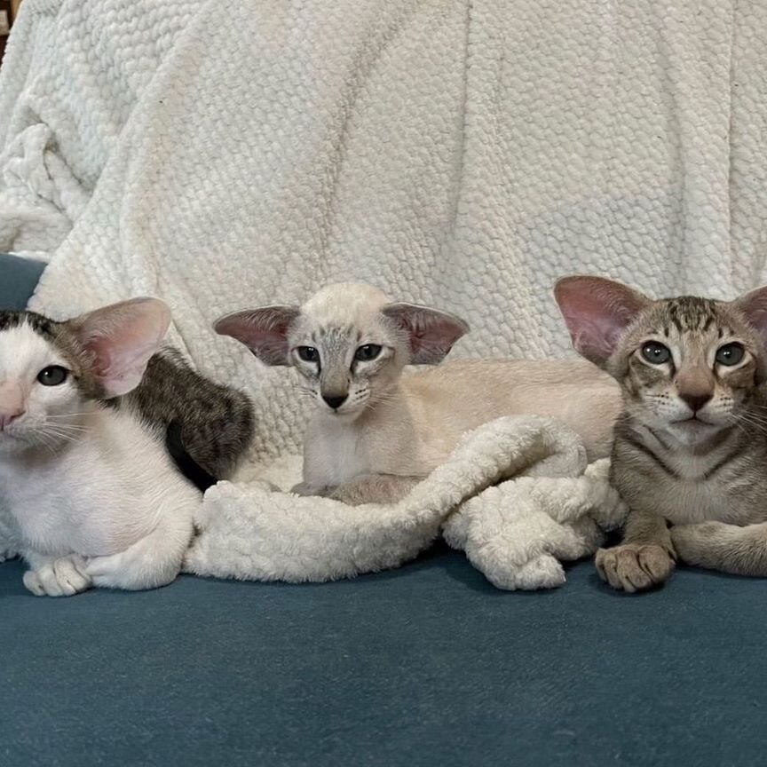 Ориентальные котята