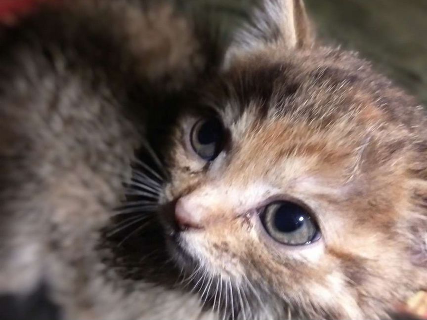 Кошка в дар бесплатно