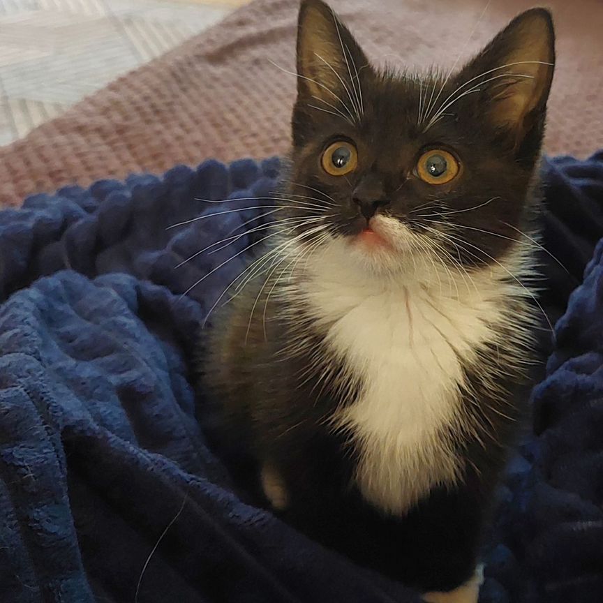 Котёнок в добрые руки