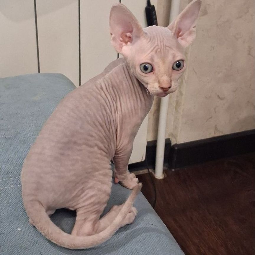 Канадский сфинкс котёнок