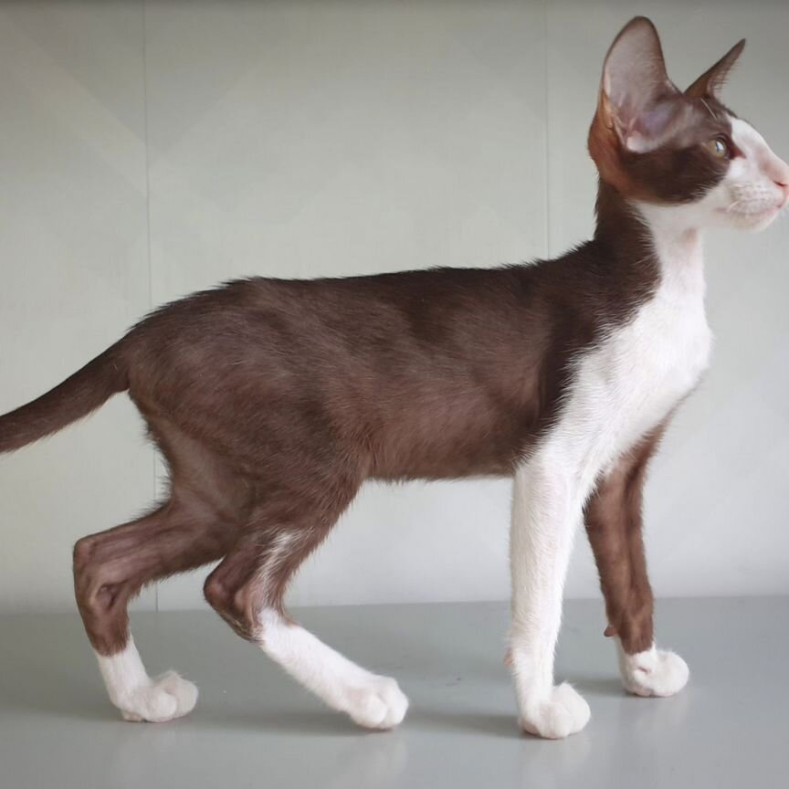 Ориентальный котенок