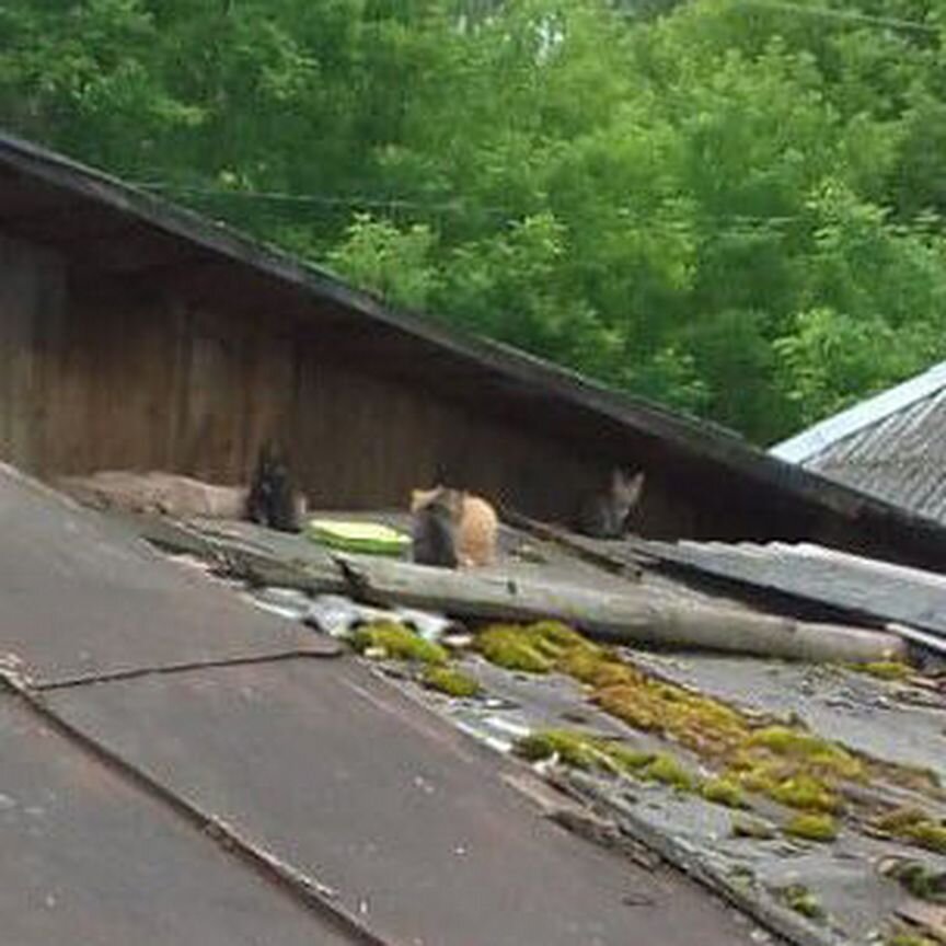 Котята, три простых и один мейн-кун