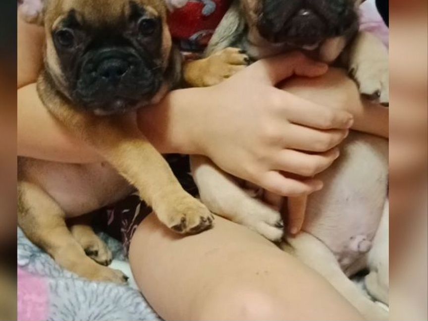 Малыши бульдожки