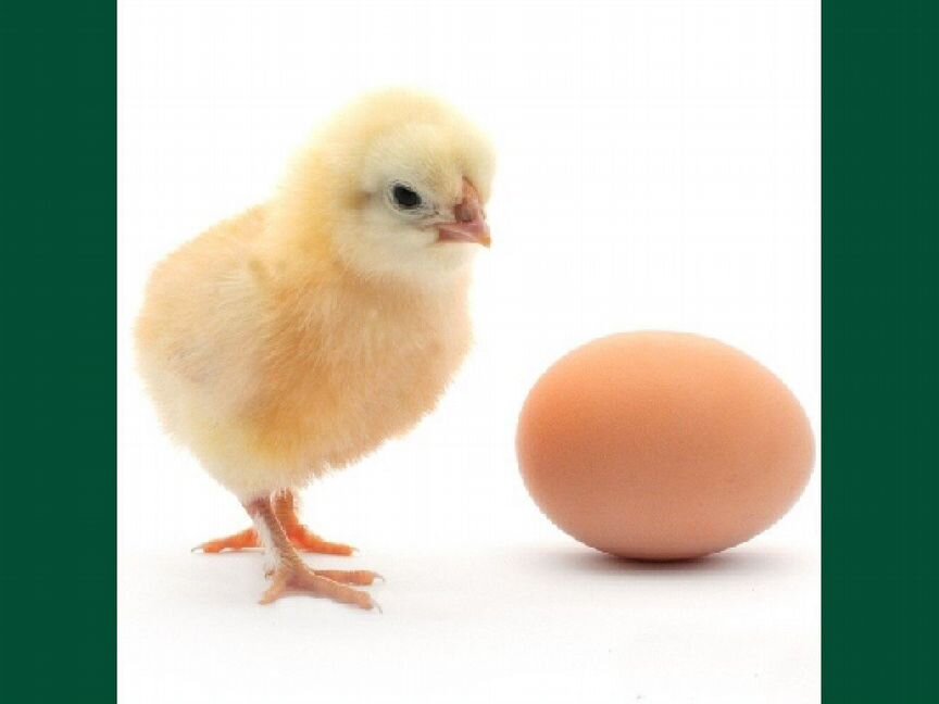 Цыплята домашние