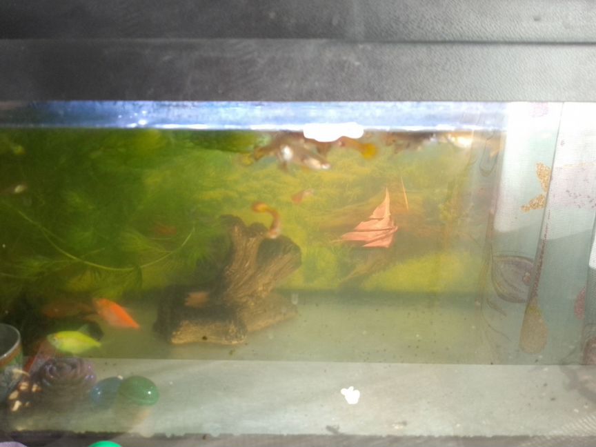 Аквариум с рыбками разными