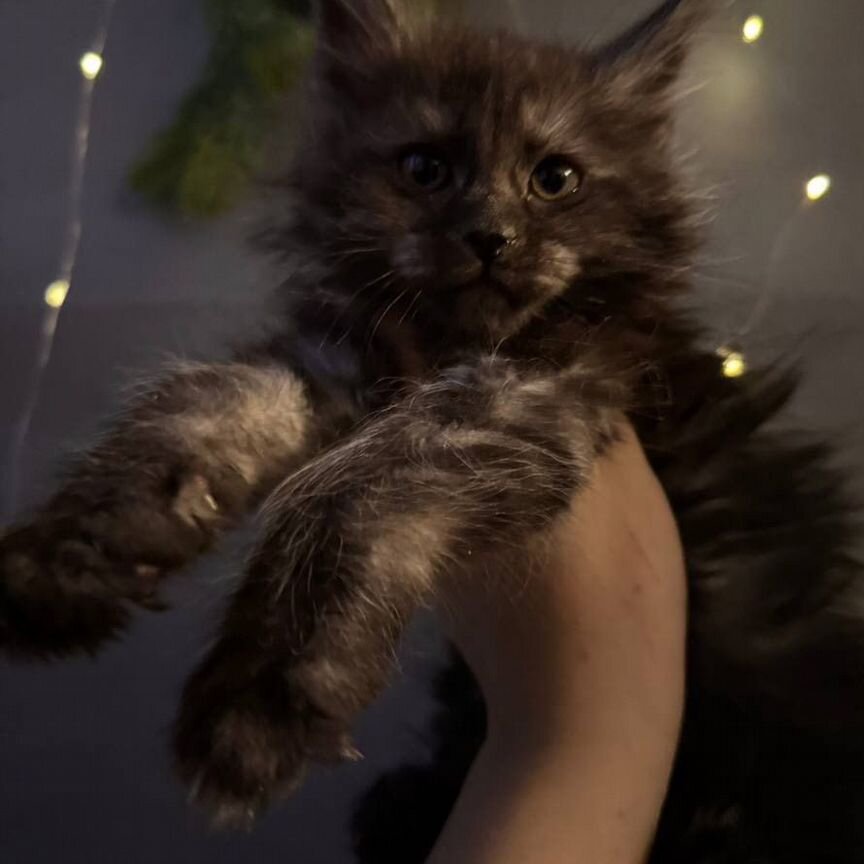 Мейн-кун котёнок