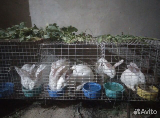 Кролики Великаны