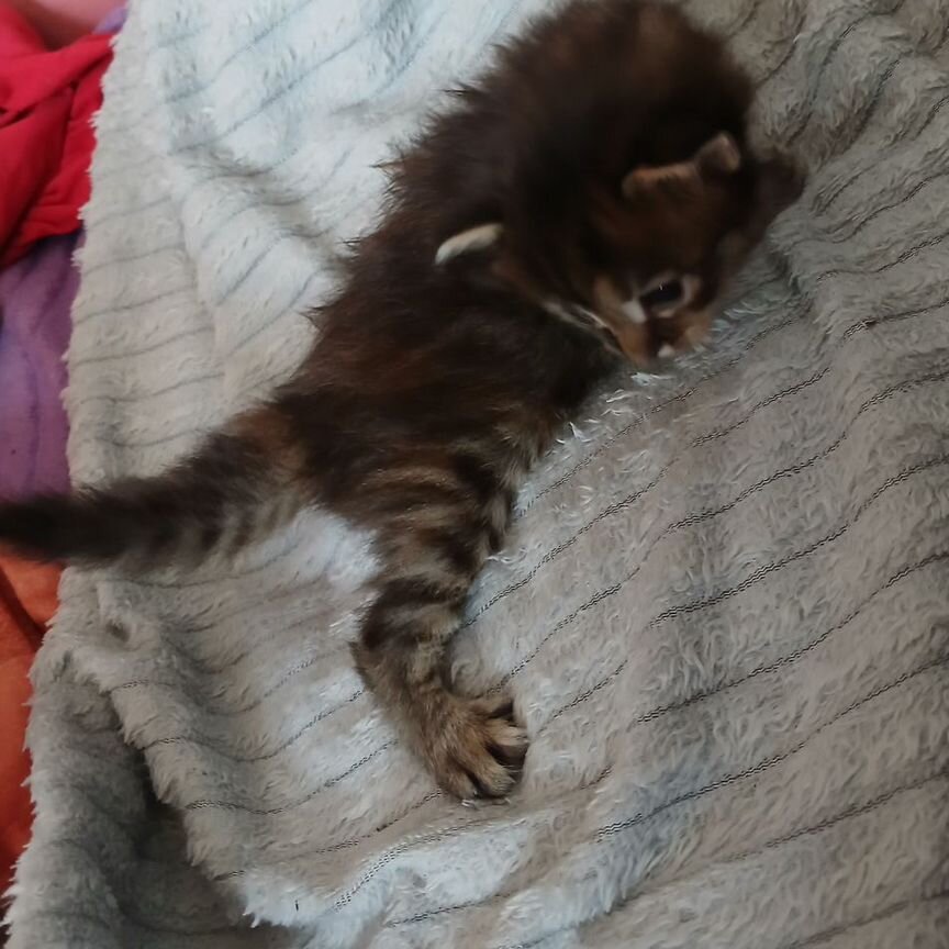 Мейн-кун котёнок