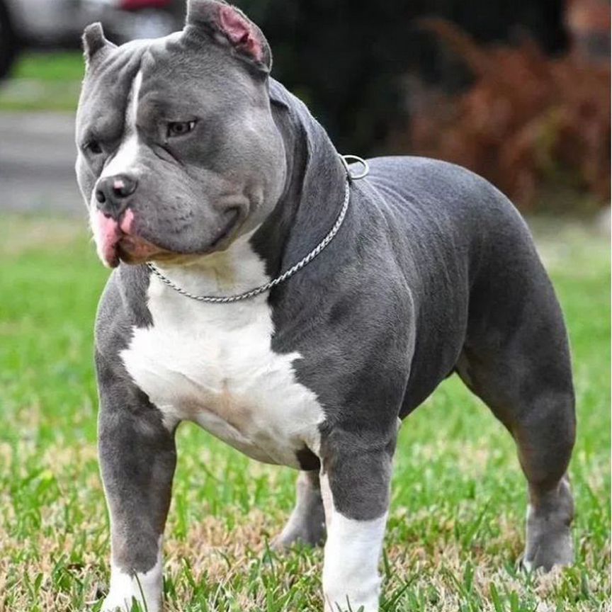 Американский булли вязка