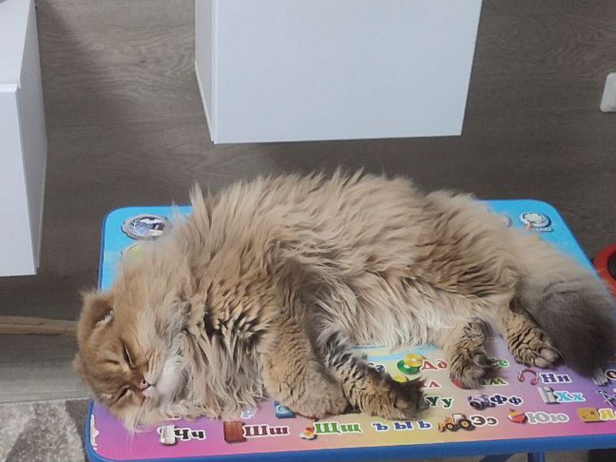 Скотиш фолд