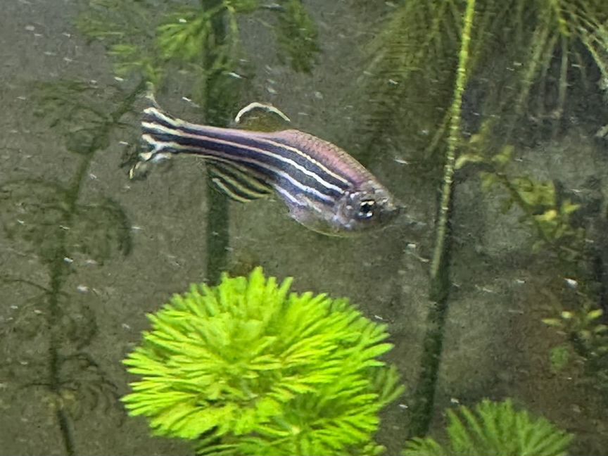 Данио неон (гло )