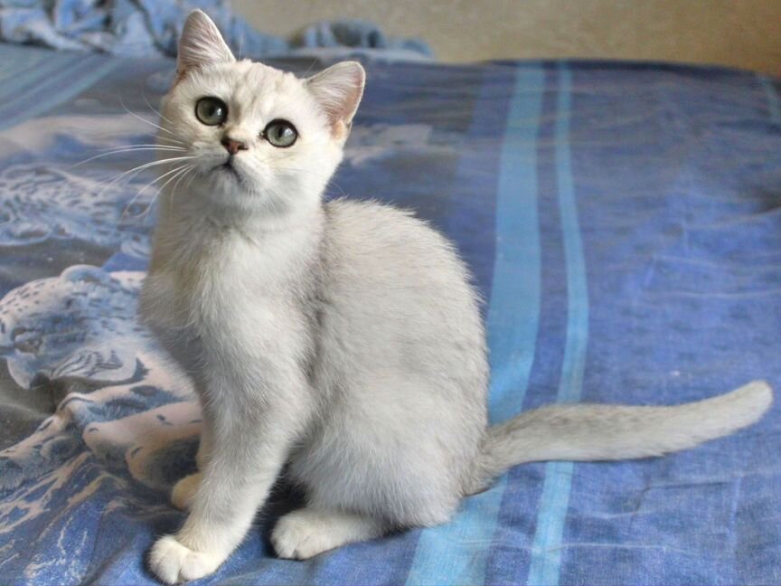 Котик шиншилла