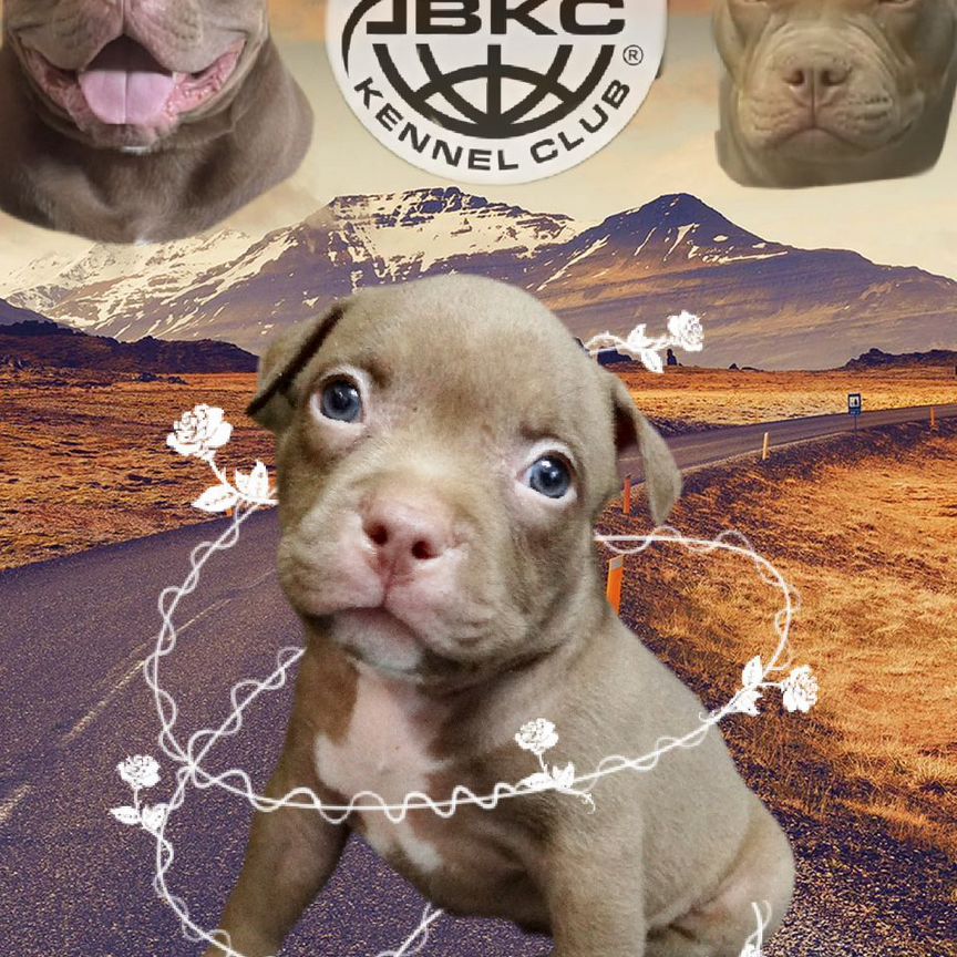 Американский булли