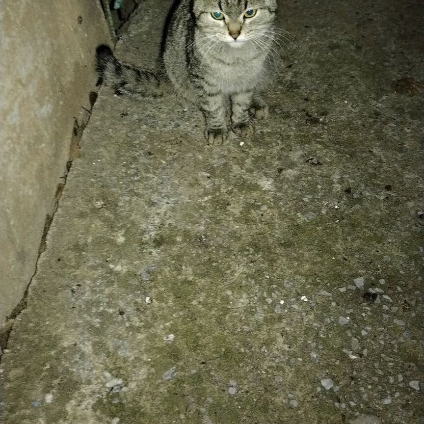 Кошечка в добрые руки