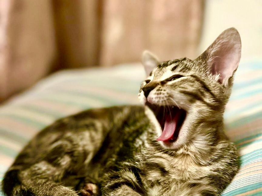 Котенок девочка 2,5 месяца метис