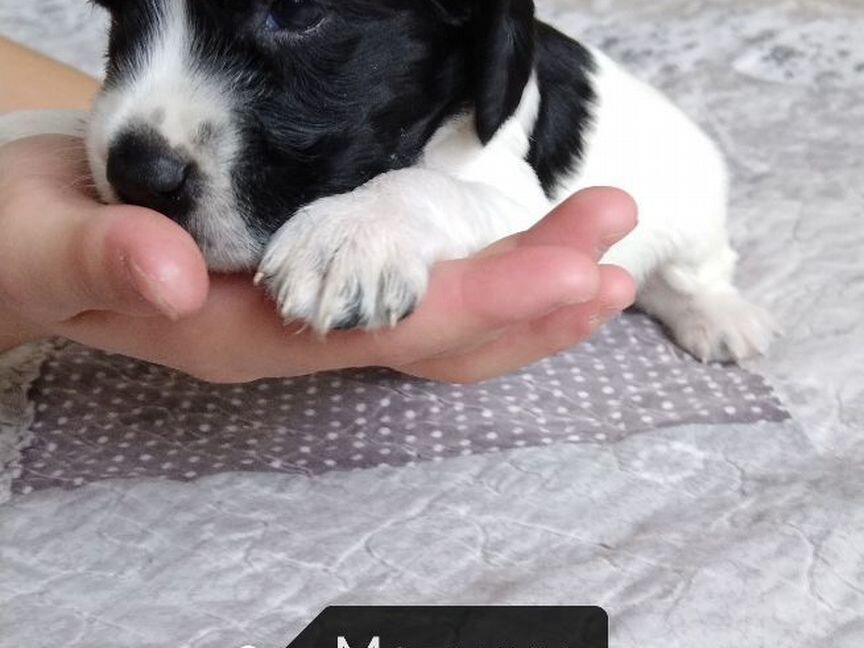 Русский охотничий спаниель щенки