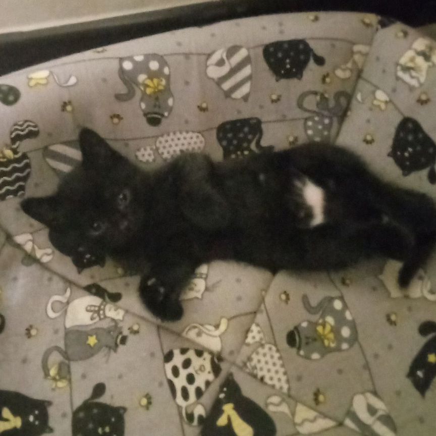 Котёнок в добрые руки