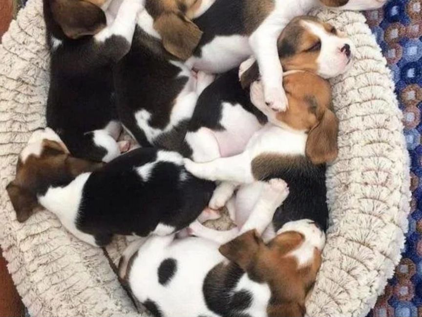 Щенки бигль