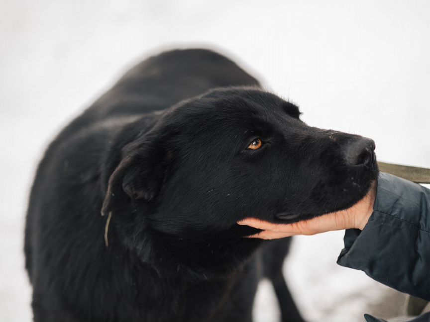 Собака Ночка