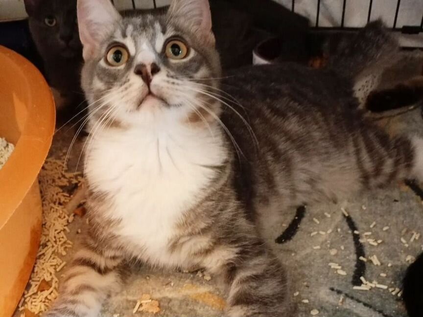 Котята в добрые руки бесплатно