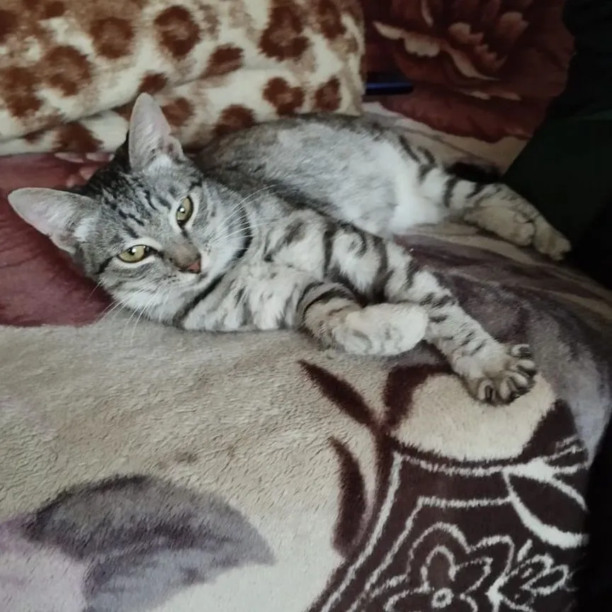 Кошка
