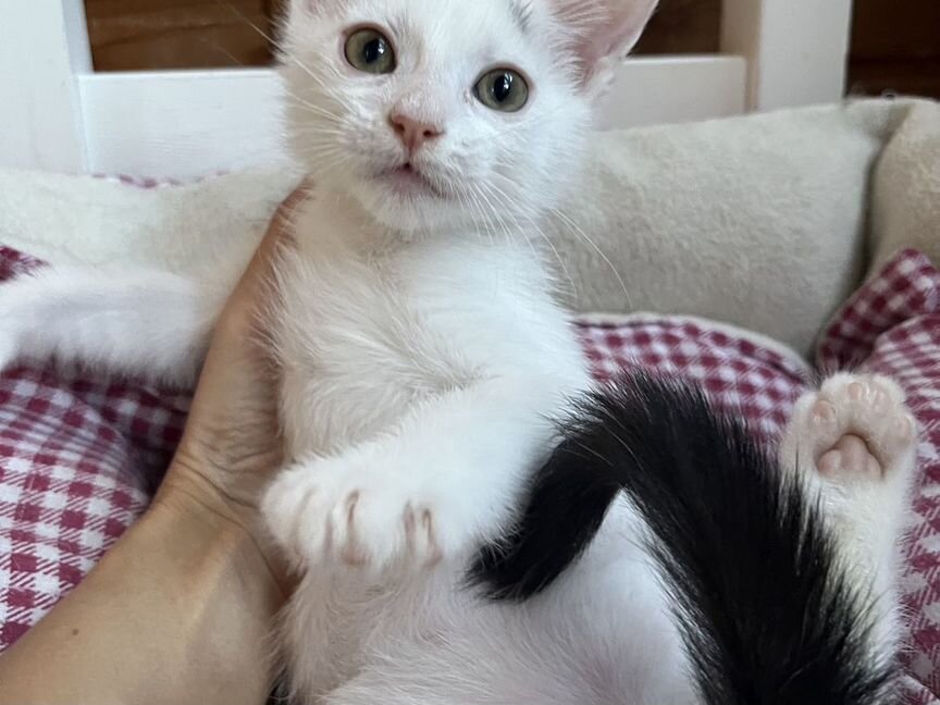 Котенок Максик