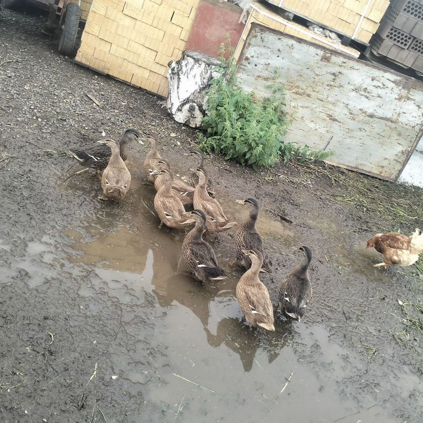 Утки подсадные для охоты