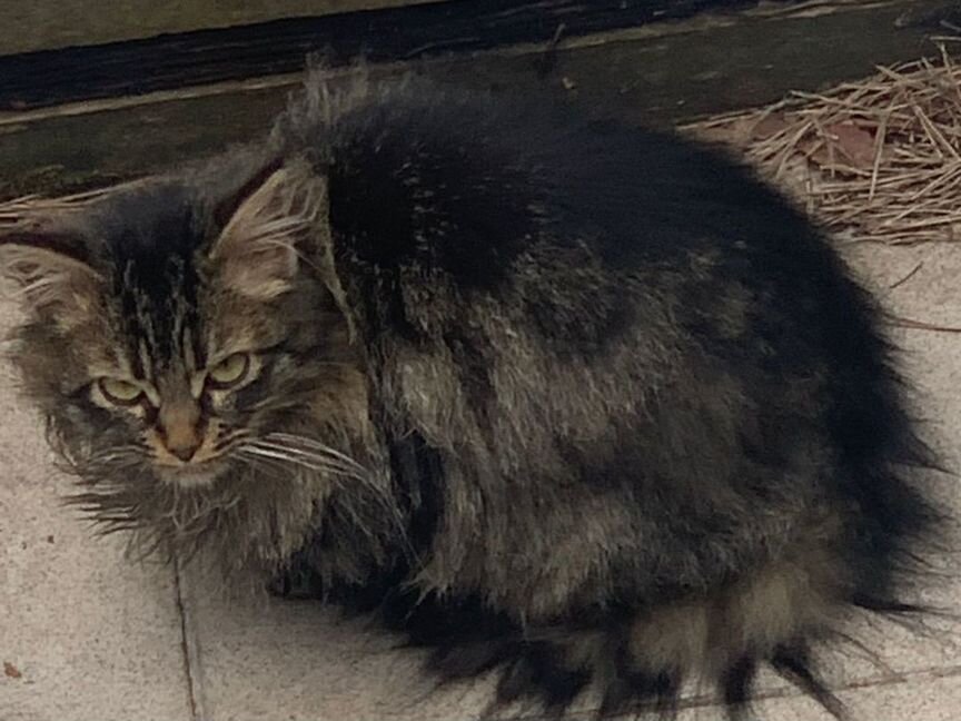 Кошка