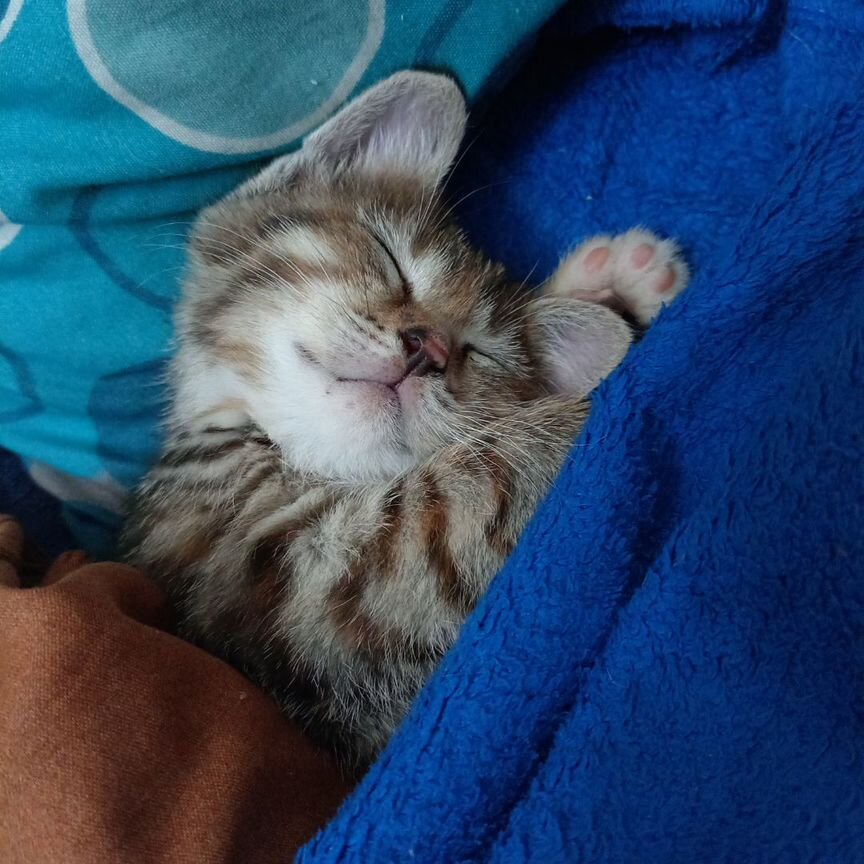 Котёнок